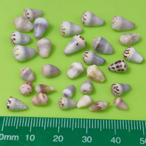 Cone Shell from japan Okinawa shell less than 1cm | eBay