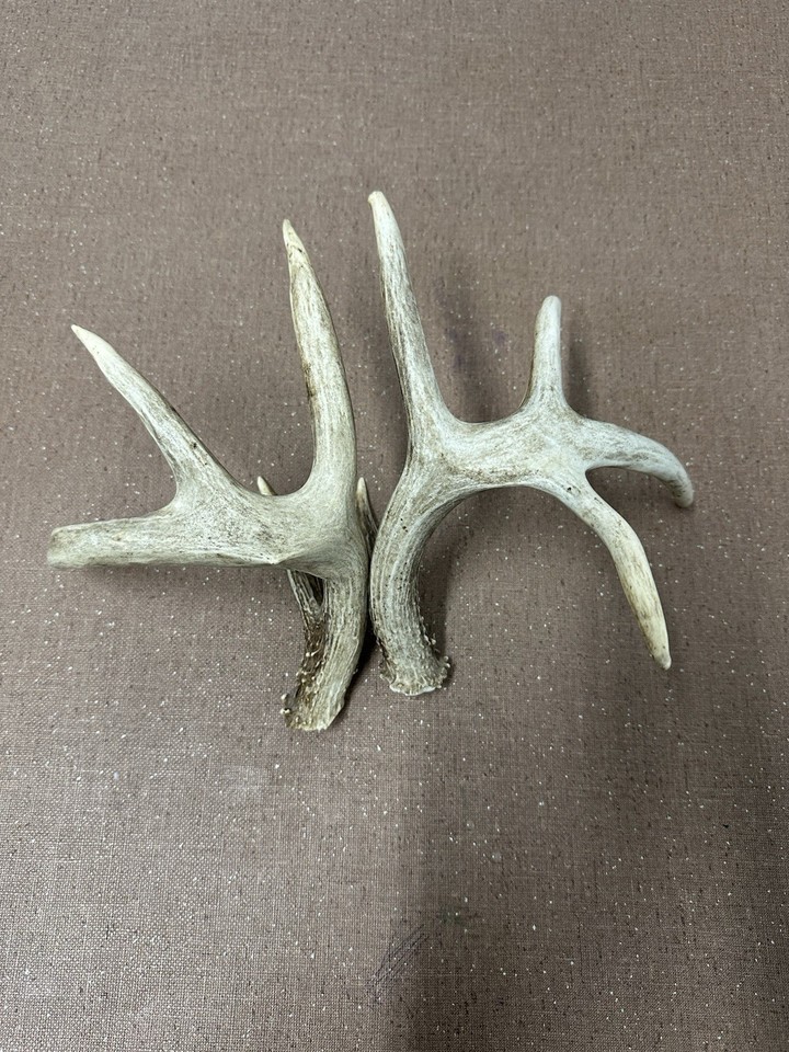 DROP TINE WHITETAIL DEER ANTLER SET CUTOFF SHEDS. Lot (805) | eBay