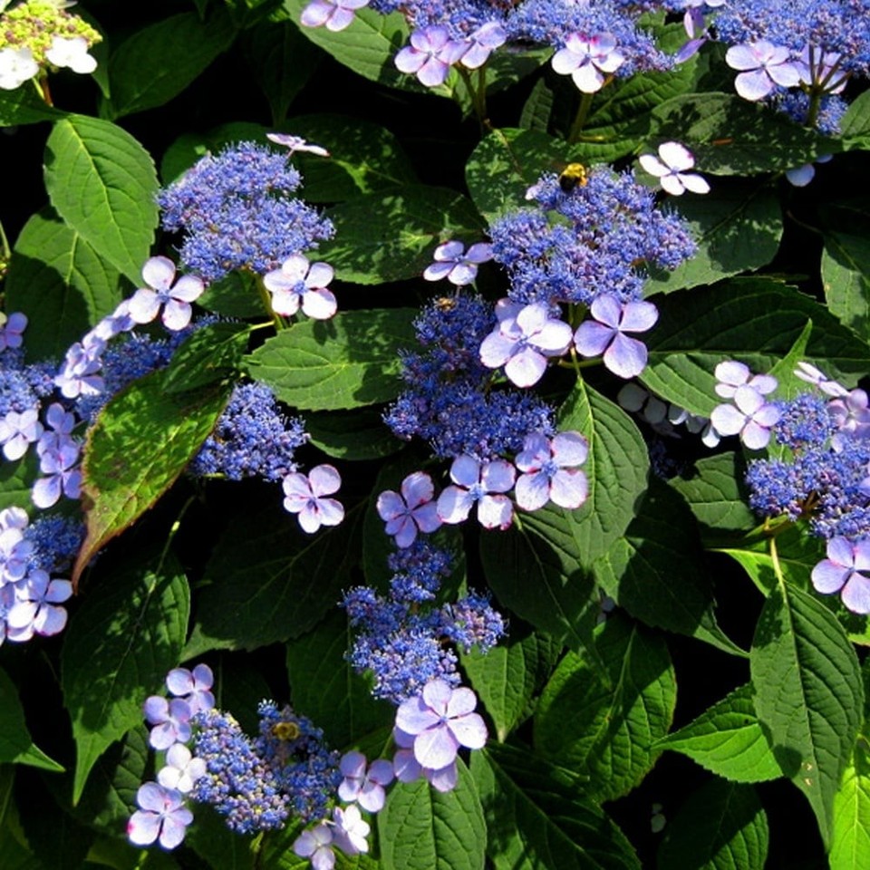 Hydrangea serrata Blue Bird - Hydrangea - Plant in 2 L Pot | eBay UK