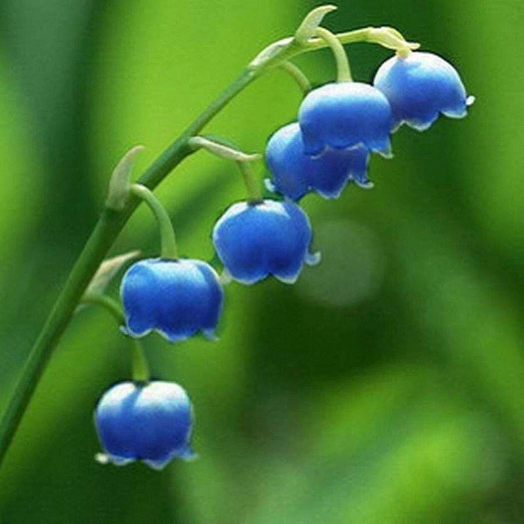 Unusual Blue Flowers