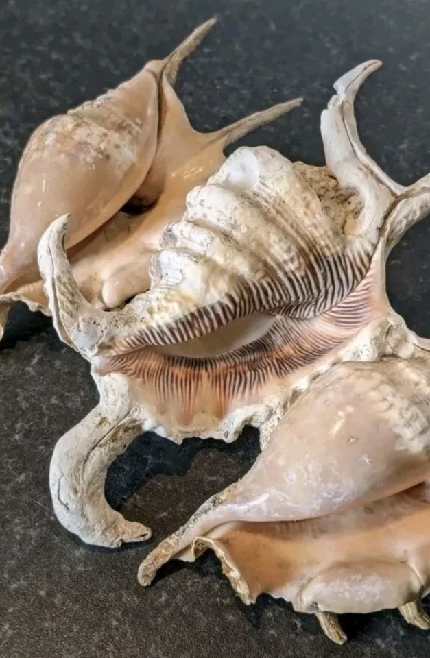 Lambis Spider Conch Seashells Bundle Fish Tank Decorative Shells | eBay UK