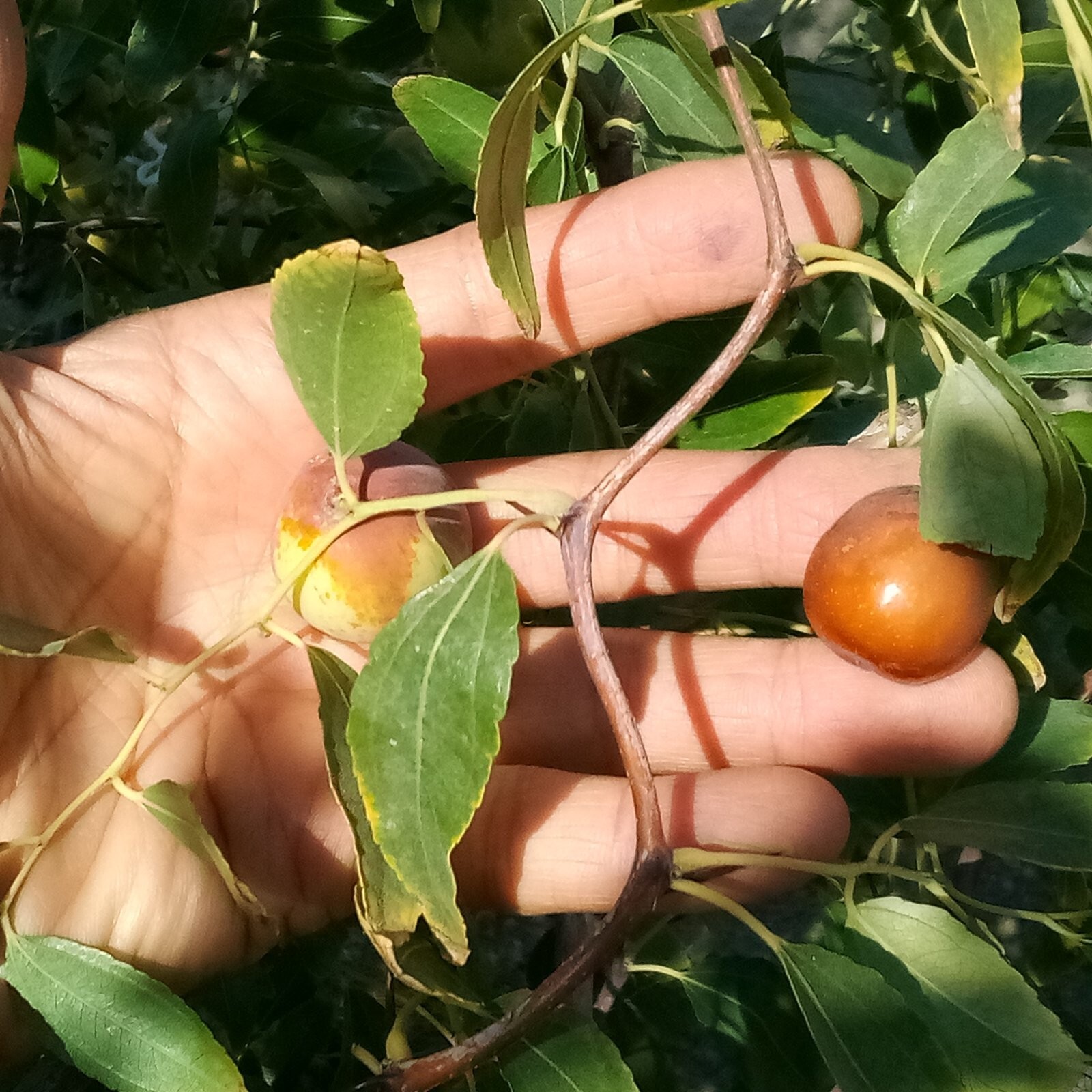 T604A (2) So Co Contorted Jujube Tree 6" Thin Cutting Graft ScionWood ...