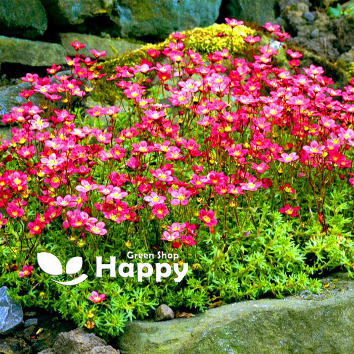 Saxifrage Flower | Best Flower Site