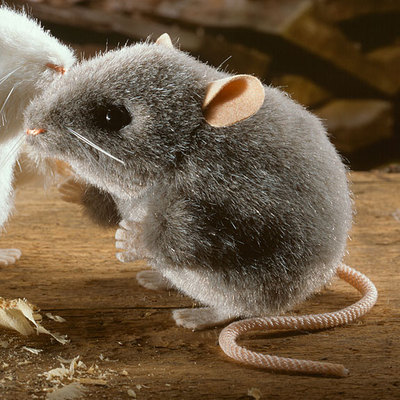 Grey Mouse by Kosen / Kösen - exquisite & collectable soft toy - 10cm ...