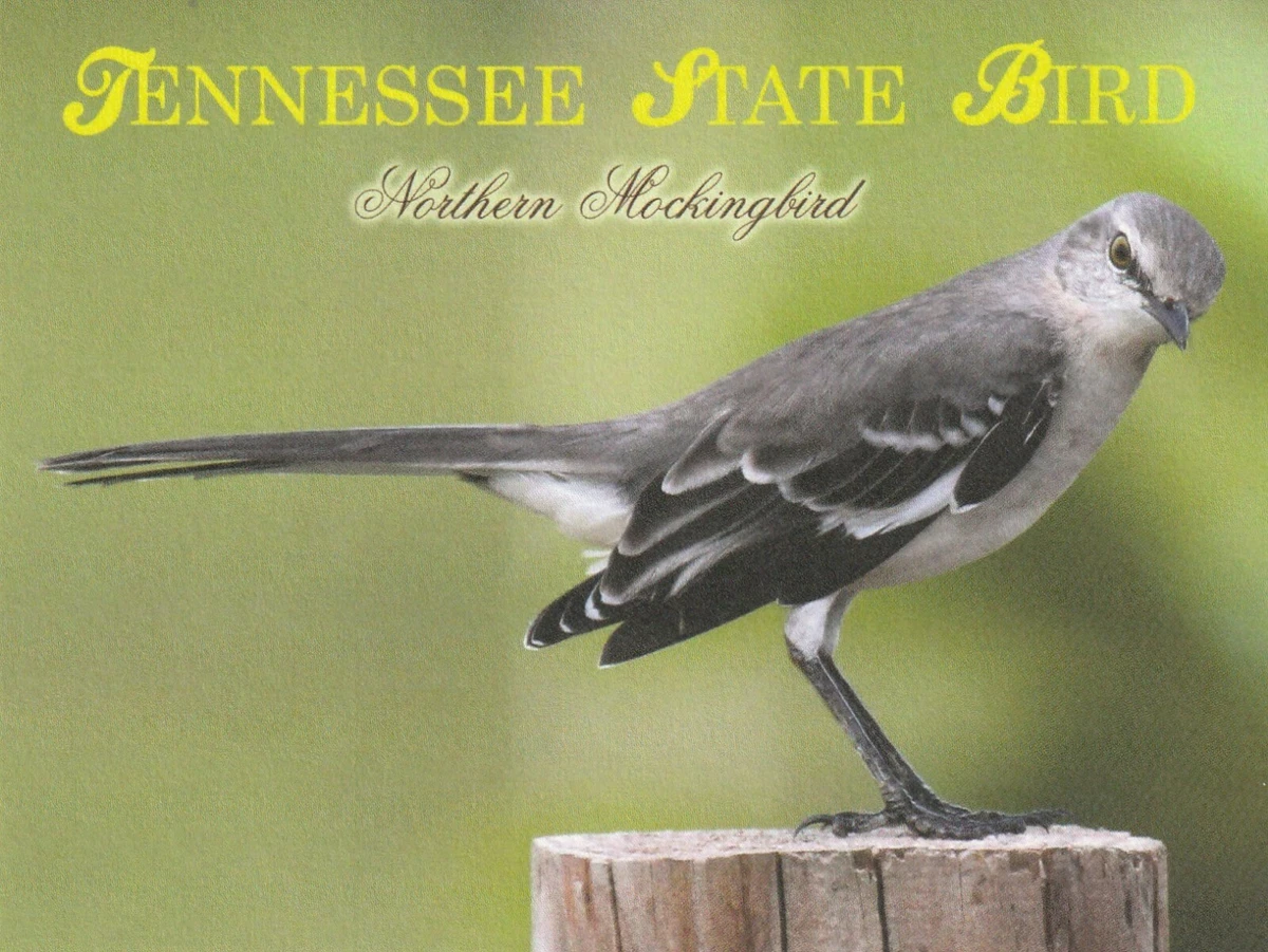 Tennessee State Bird