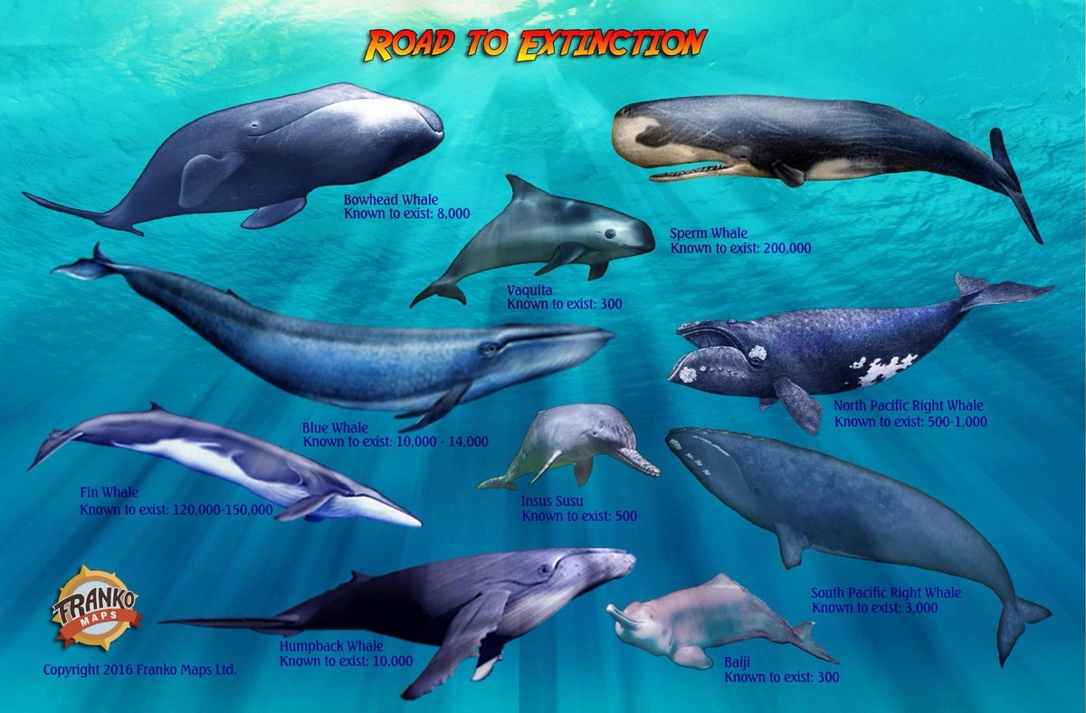 Endangered Whales List Endangered Whales WorldAtlas