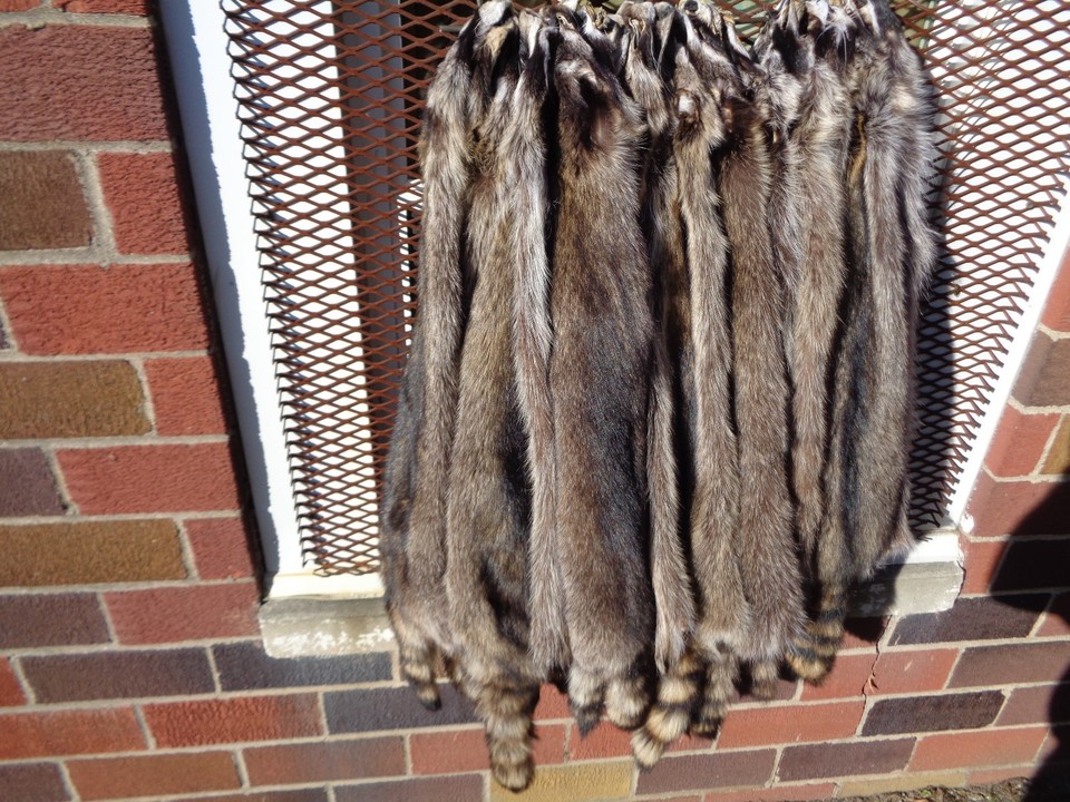 Professionally Tanned #1 XXL Raccoon/Coon Hide/Furs/Pelts/Taxidermy ...