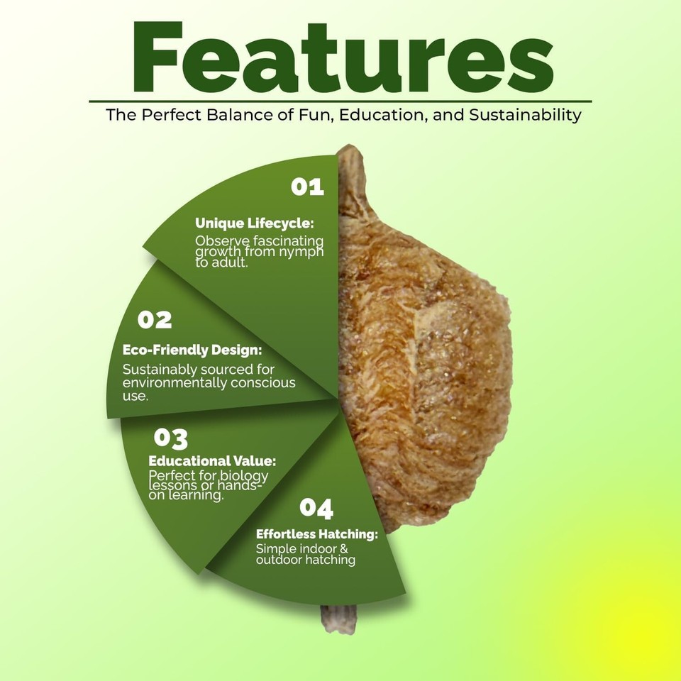 4x Chinese Praying Mantis Ootheca Eggs Cases Hatching Bag Organic Pest ...