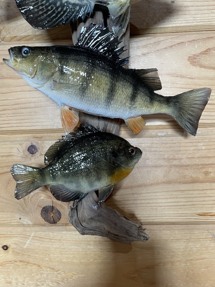 New Real Skin Sunfish Crappie Fish Taxidermy Wall Mount On Driftwood ...