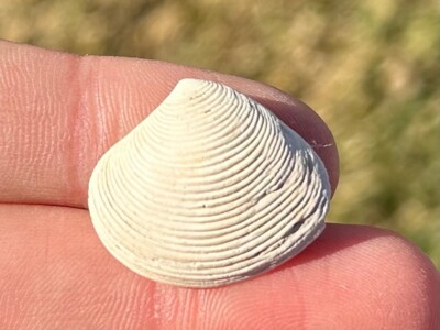 Virginia Fossil Bivalve Astarte concentrica Miocene Age Norfolk ...