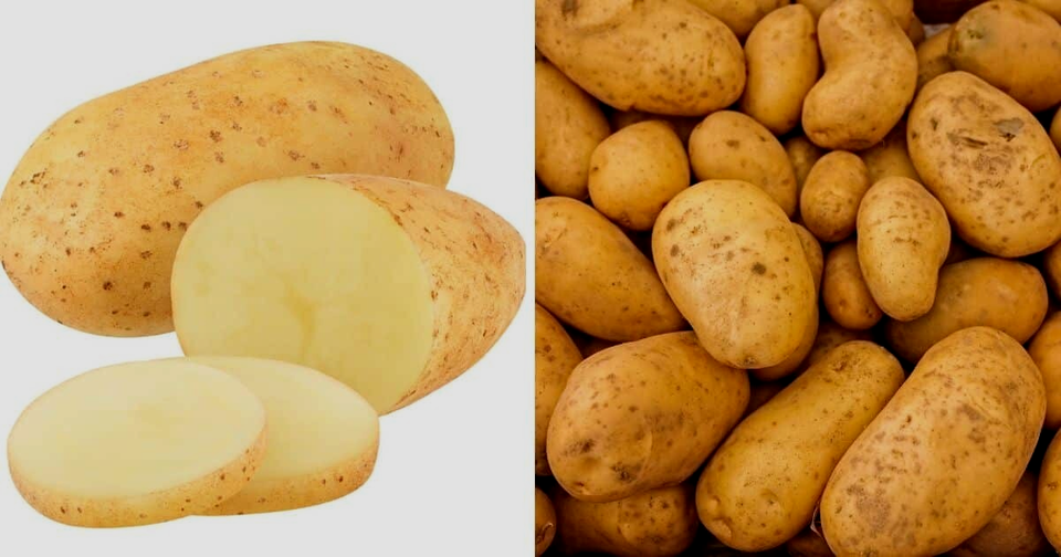 Seed Potatoes Yukon Gold Russet MIX 5 Lbs Potato Seeds Sprouted Ready ...