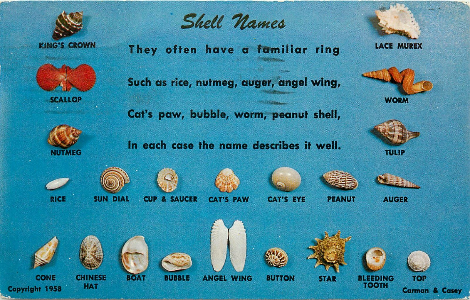 Wildwood New Jersey NJ pm 1960 Shells pm Postcard | eBay