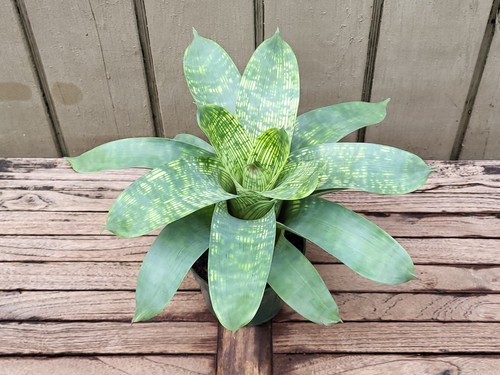 Vriesea gigantea nova rare bromeliad 4''pot | eBay