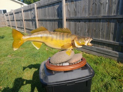 Taxidermy 29 inch Walleye Tabletop Mount Very Nice!! | eBay