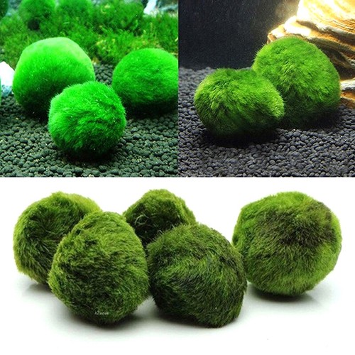 2-3cm Marimo Moss Balls Live Aquarium Plant Algae Fish Shrimp Tank ...