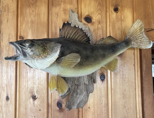 21” Walleye Authentic Real Skin Professional Taxidermy Fish Mounted On ...