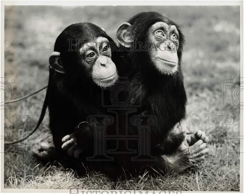 1969 Press Photo London Zoo S Baby Chimpanzees Emmy And Tess Kfx19725