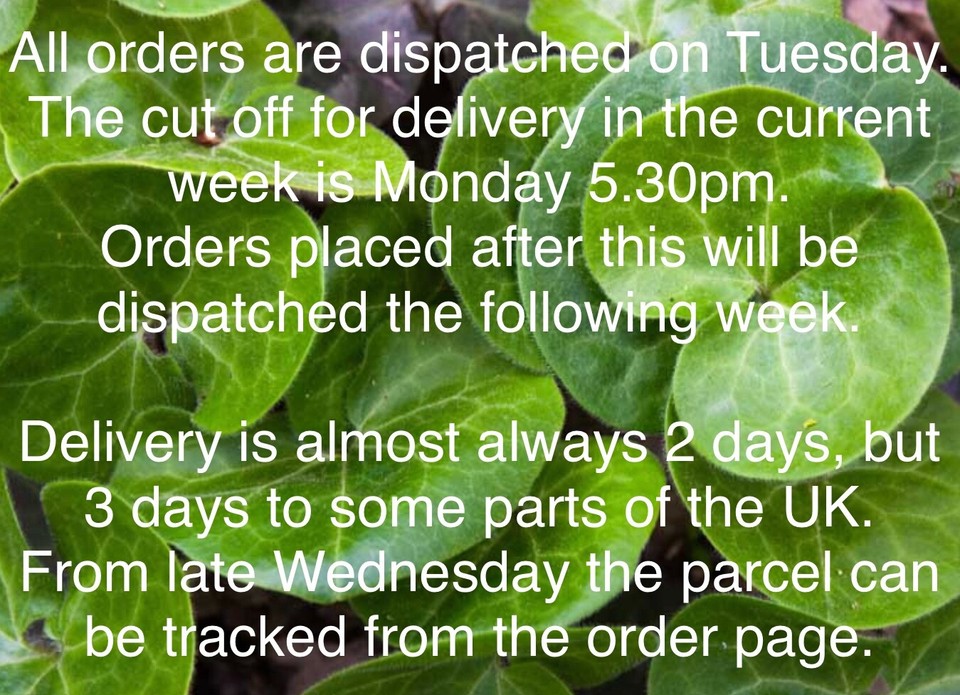 Fuchsia 'Lady Bacon' HARDY BUSH FUCHSIA - 9cm pot - Free p/p on orders ...