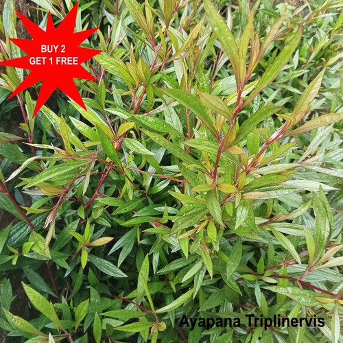 Ayapana triplinervis / Ayyappana / Nagavettila / Mruthasanjeevani / 1 ...