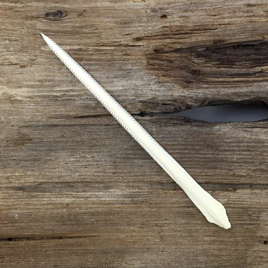 Giant Freshwater Stingray Barb