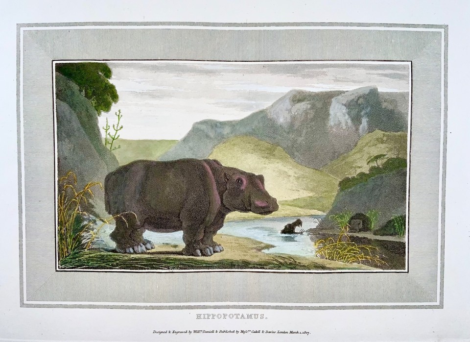 1809 William Daniell, Hippopotamus, mammal, hand coloured aquatint | eBay