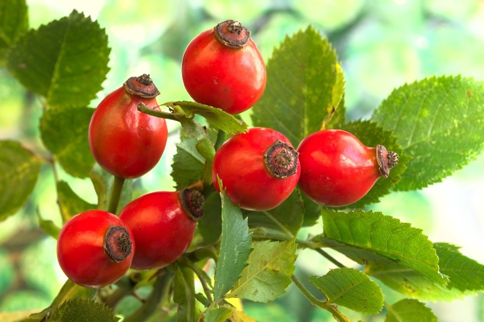 Rose Hips, Rosa Canina, Whole Bulk Dried Wild Organic Rose Hips | eBay