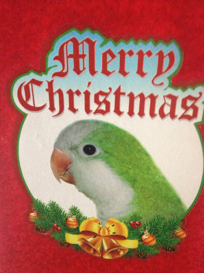 Red Quaker Parrot
