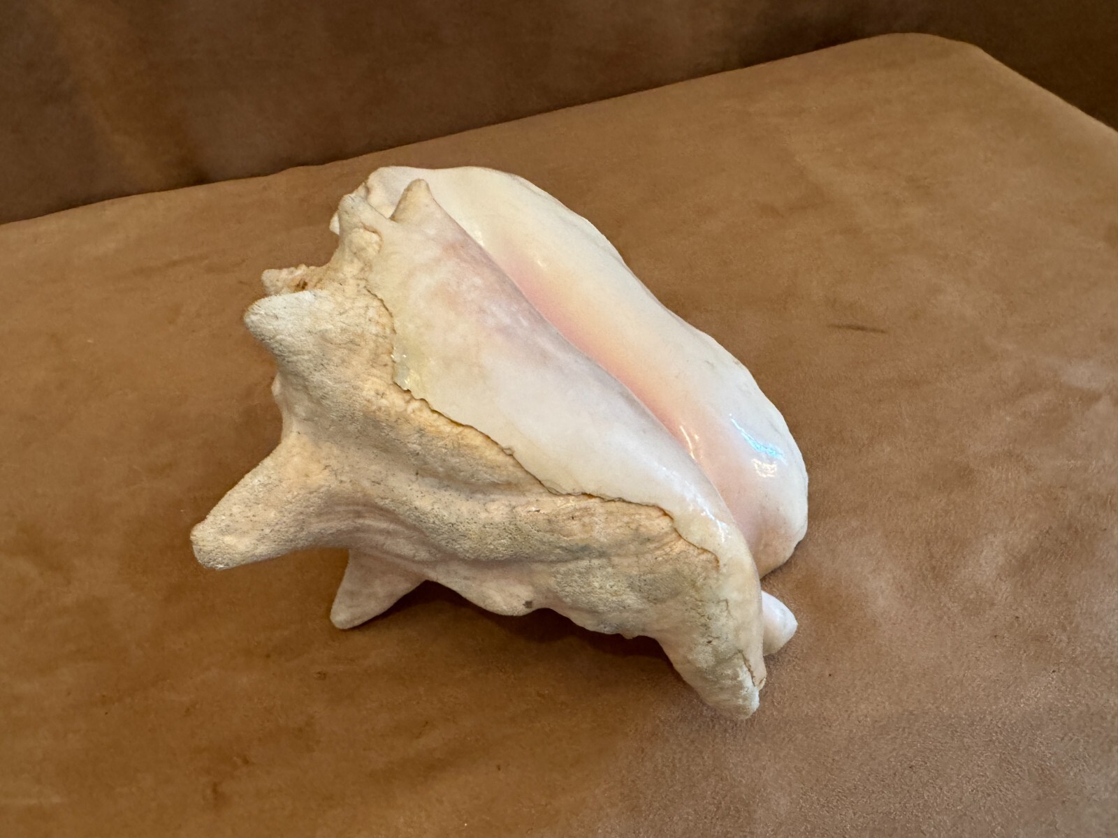 King Queen Horned Helmet Conch Sea Shell Nautical Beach Large | eBay