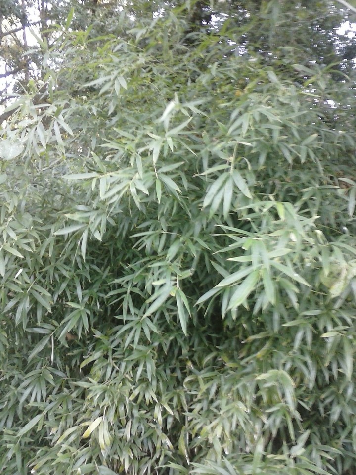 2 Bamboo/cane ""Arundinaria Gigantea" giant river cane(our native plant ...
