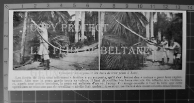 JAVA DEPOUILLAGE DES BOAS VIVANTS document photo 1908 | eBay