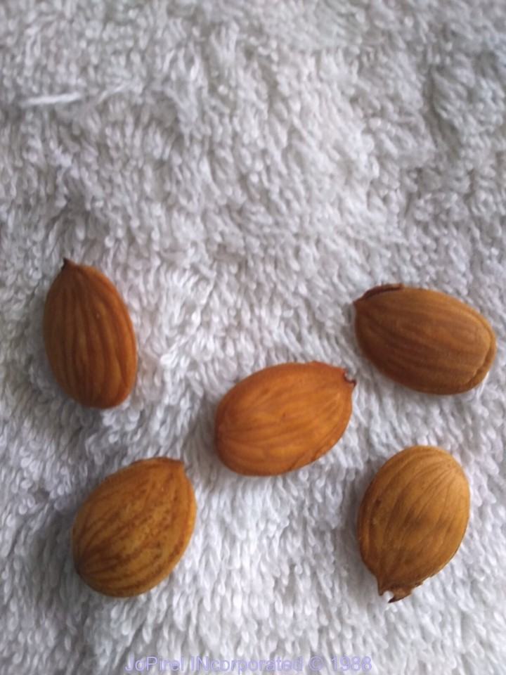 (5) Hard Shell Pit Seeds from Live 15ft Elberta Peach Tree harvest 08/ ...