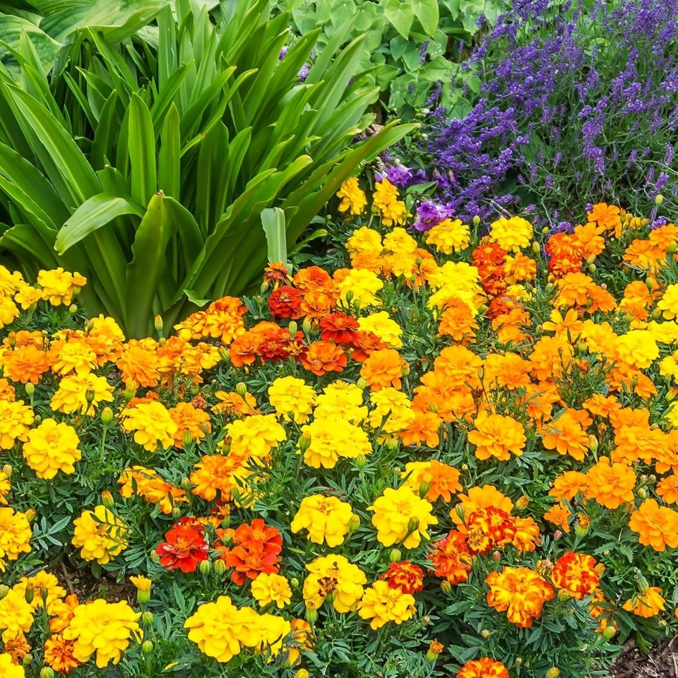 Pollinator-Friendly Petite Mixture Marigold Seeds - 200 Open Pollinated ...