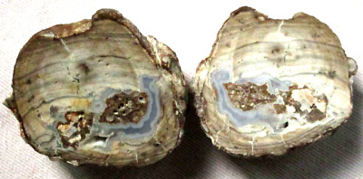 ThunderEgg Pair - White - Blue - Nodule Halves - 194 Grams - Oregon ...