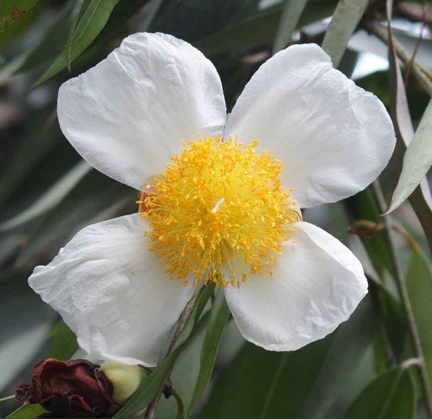 Ceylon Ironwood (Mesua ferrea) Flower STAMEN Dehydrated Homemade ...