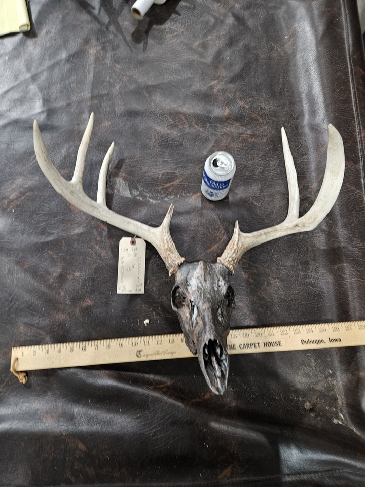 Wild 7 Point Whitetail Deer Antler Rack Horn Skull European Mount Man ...