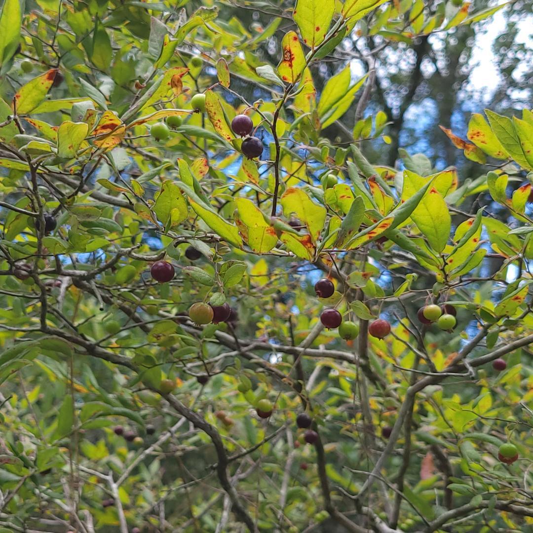 Deerberry | 25 Seeds | Vaccinium Stamineum | Florida Native | Organic ...