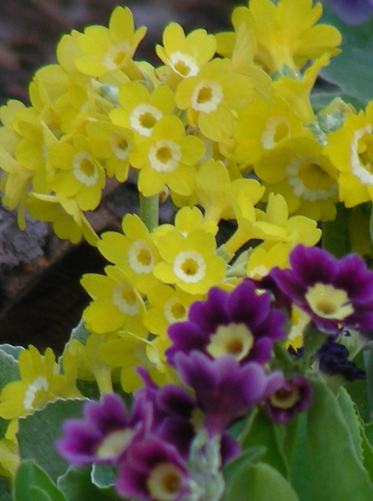 Garden or Border Auricula Seeds : Mixed Colours : Alpine Primula ...