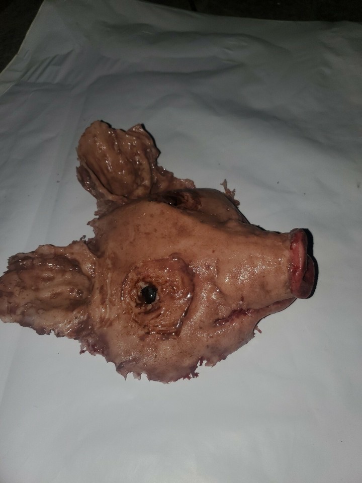 Silicone movie prop butchered PIG head special effect horror gore ...