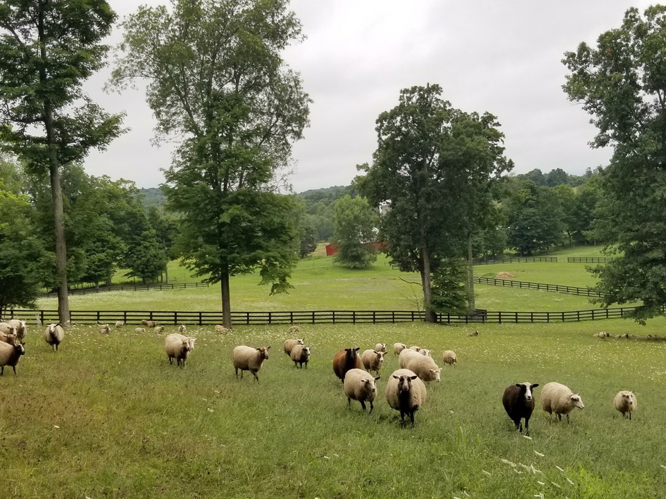 3 Pounds Trapping Wool 100% Fresh Wool Attract lure Trap Line raw sheep ...