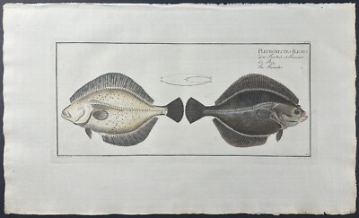 Bloch- Flounder – Pleuronectes Flesus. 44- 1785 Hand-colored Fish ...