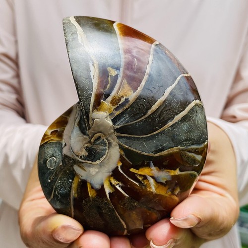 1.3LB Natural Nautilus Ammonite Specimen Crystal Ammonoid Fossil ...