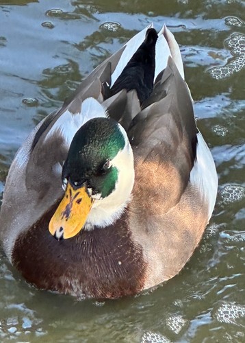 10+ call duck hatching eggs, bantam, mini, micro, dwarf NPIP | eBay