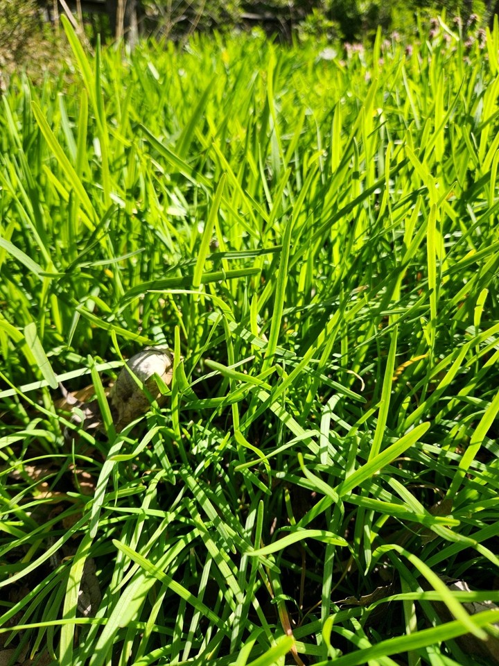 60 Garlic Chives Live Plant Bare Roots, Hardy Perennial Herb 韭菜老根 | eBay