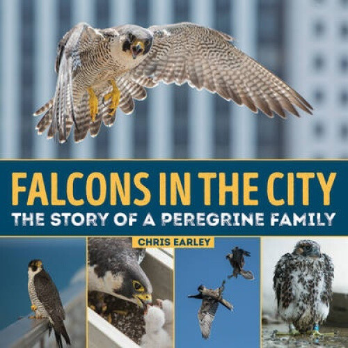 Falcons in the City: The Story of a Peregrine Family by Chris Earley ...