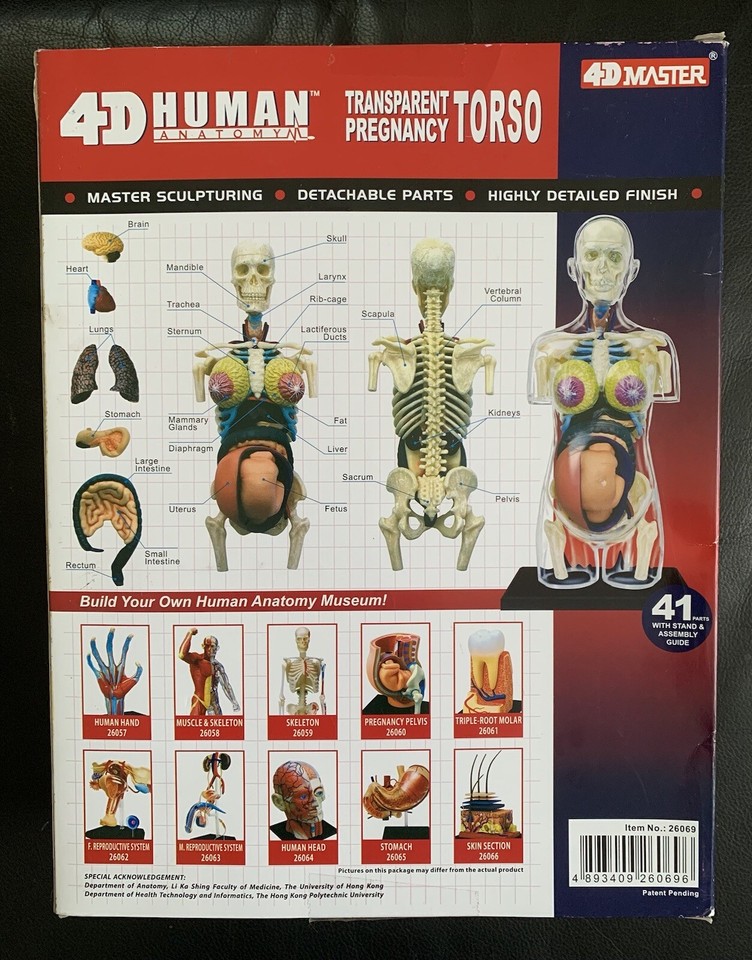 4D Master Human Anatomy Transparent Pregnancy Torso | eBay