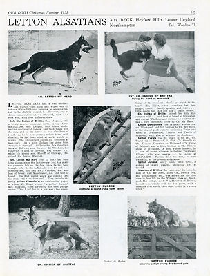 GERMAN SHEPHERD OUR DOG 1951 DOG BREED KENNEL ADVERT PRINT PAGE LETTON ...