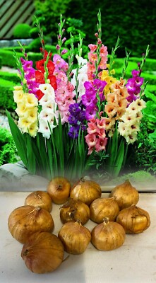 100 MIXED GLADIOLI BULBS/CORMS MIXED VARIETIES SUMMER PERENNIAL ...