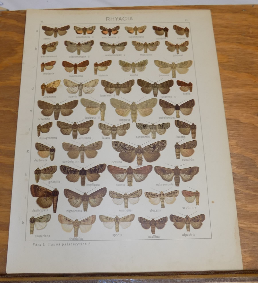 1958 Moths Identification Chart Insects Illustration Rhyacia Rustic