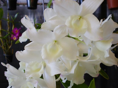Dendrobium Orchid Hawaiian Princess | eBay Australia