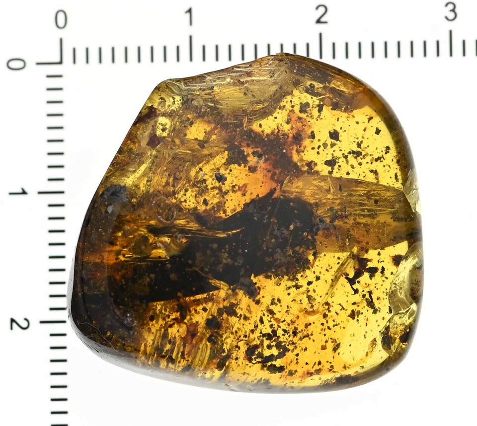 Extinct Sphecomyrma Ant, Fossil inclusion in Burmese Amber | eBay